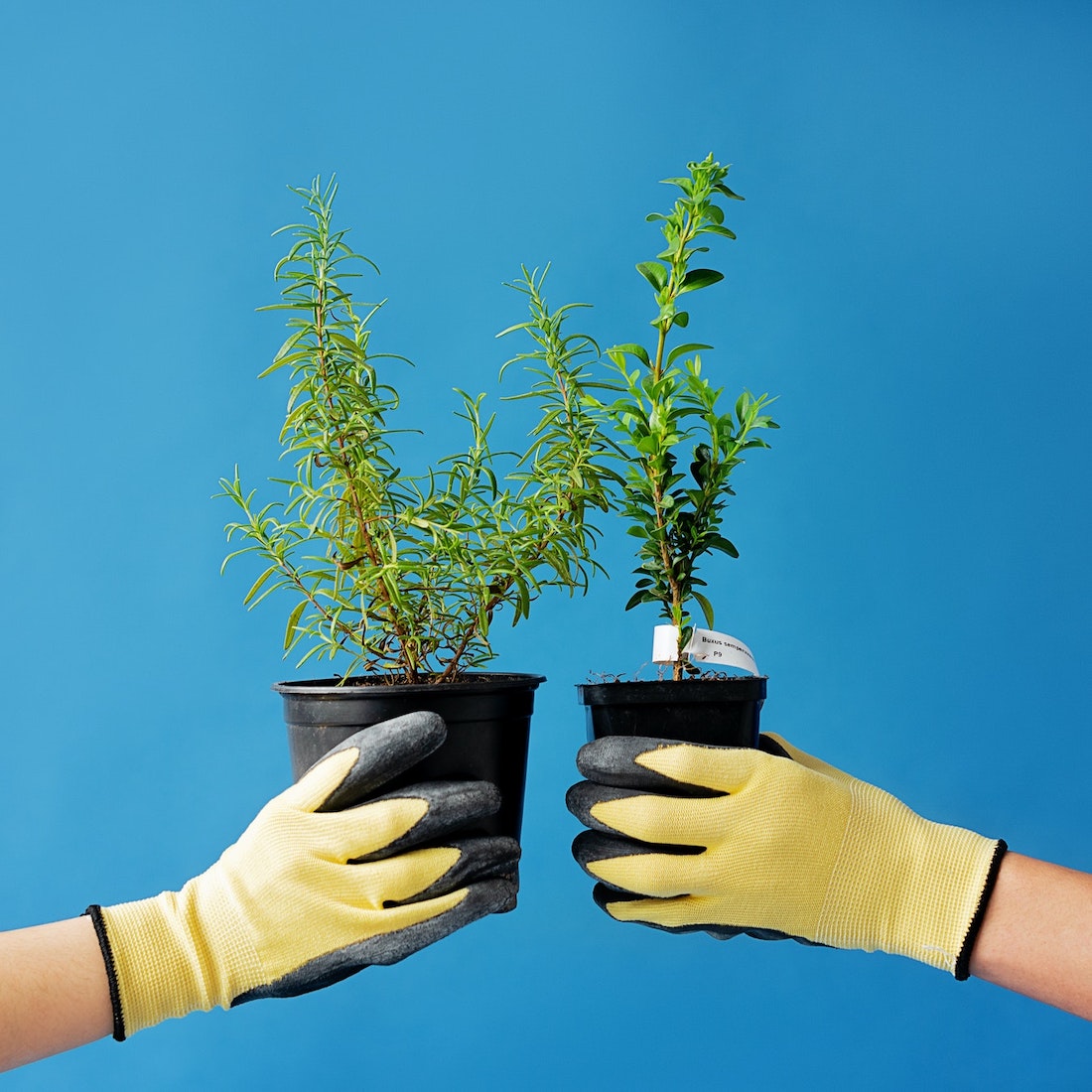 Online Plants Store Limassol - Cyprus - Pots – cybloom