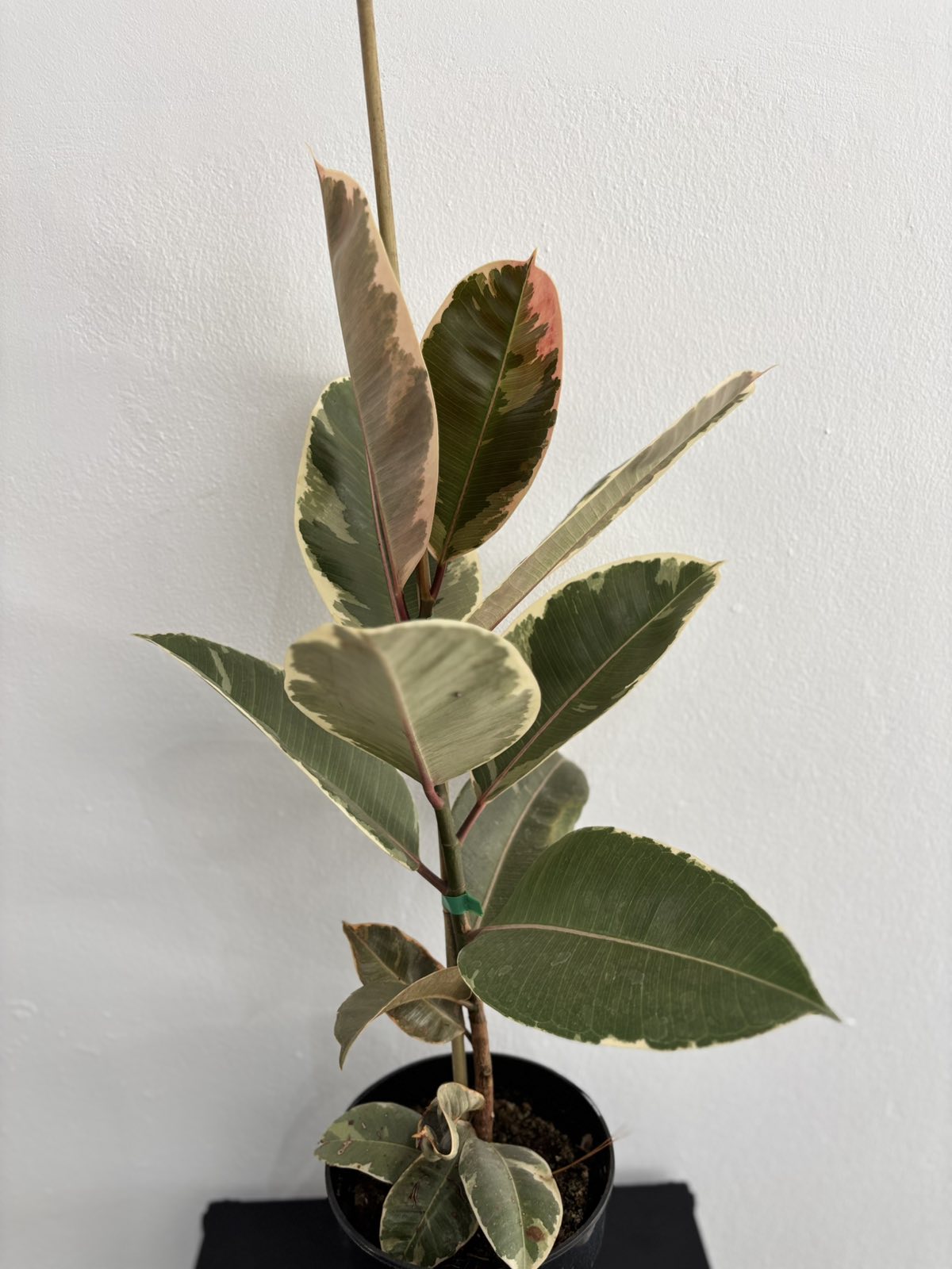 Online Plants Store Limassol - Cyprus - Ficus Tineke – cybloom