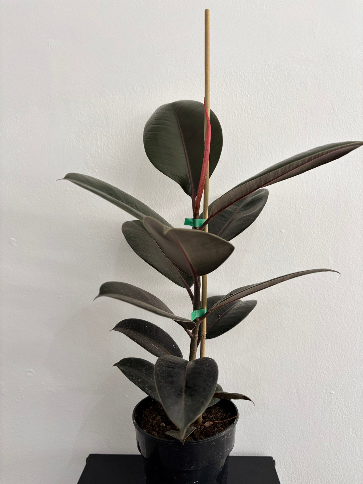 Online Plants Store Limassol - Cyprus - Ficus Abidjan – cybloom