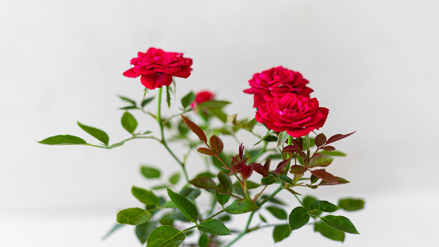 Online Plants Store Limassol - Cyprus - Roses – cybloom